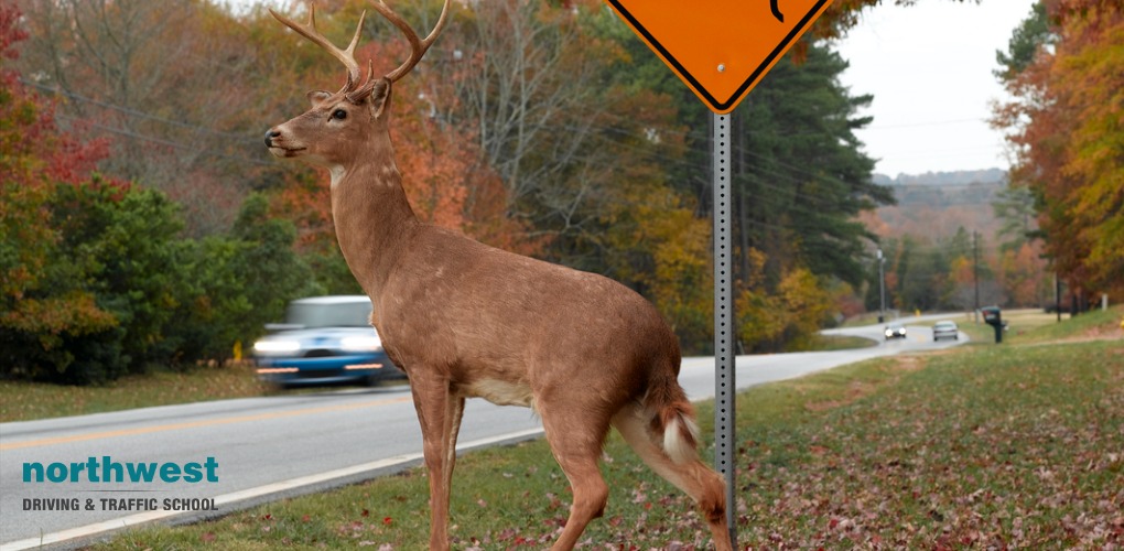 How to Avoid Deer on the Roads | NWDS
